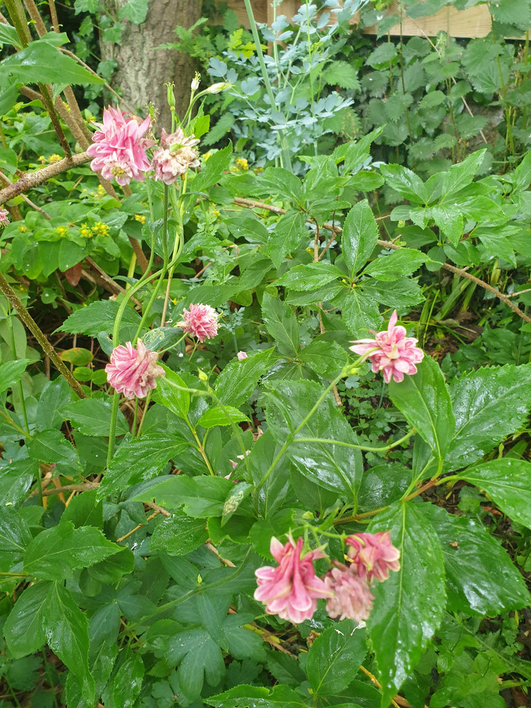 Aquilegia 'Nora Barlow' – Plants Shoots and Leaves