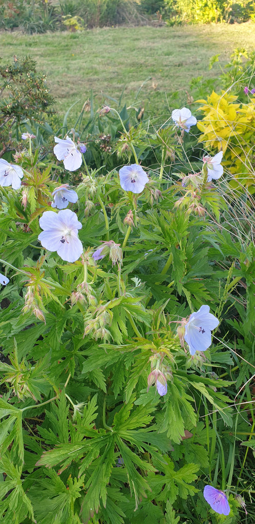 Geranium pratense Silver Queen – Plants Shoots and Leaves