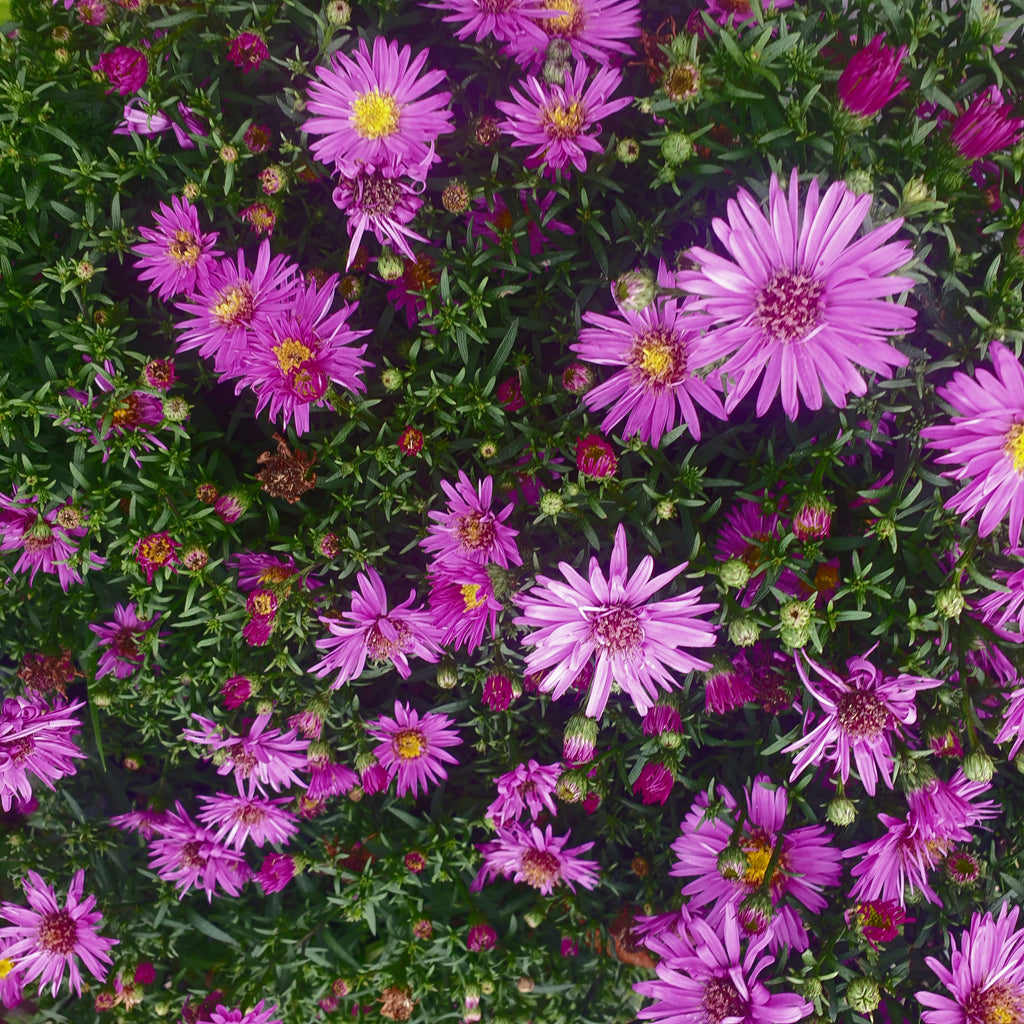 Aster novi-belgii 'Dandy' – Plants Shoots and Leaves
