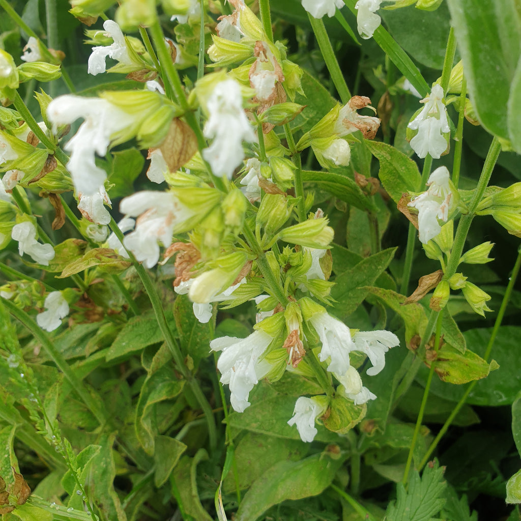Salvia officionalis 'Albiflora' – Plants Shoots and Leaves