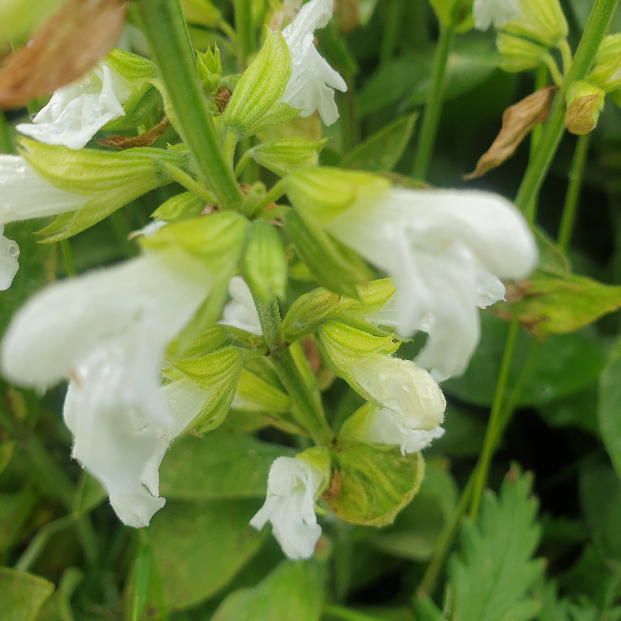 Salvia officionalis 'Albiflora' – Plants Shoots and Leaves