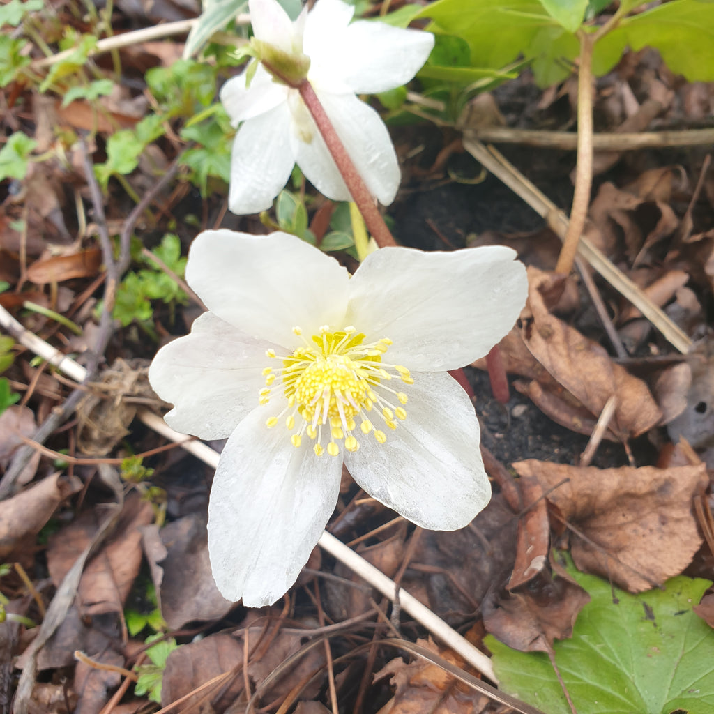 Helleborus niger – Plants Shoots and Leaves