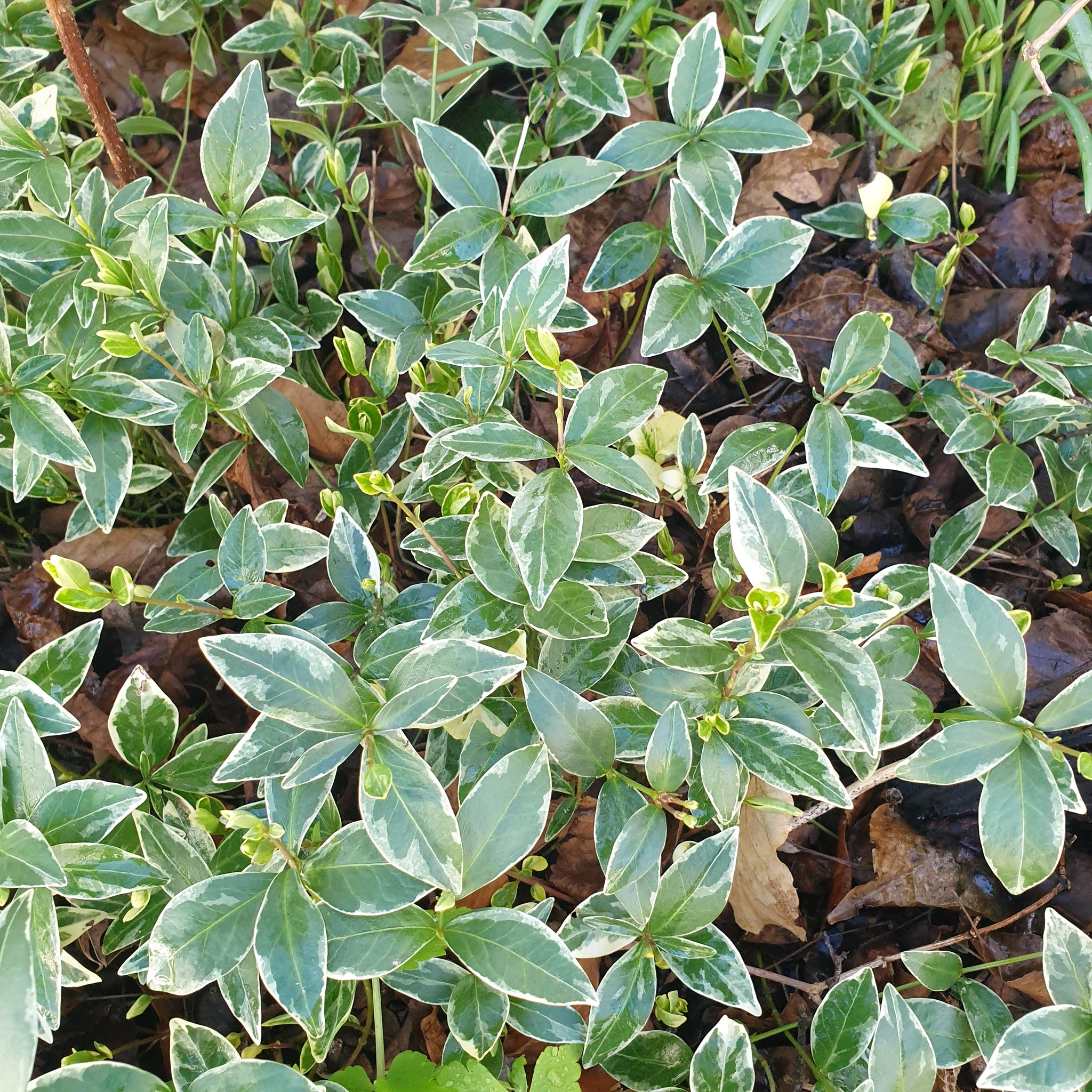 Vinca minor 'Variegata' – Plants Shoots and Leaves