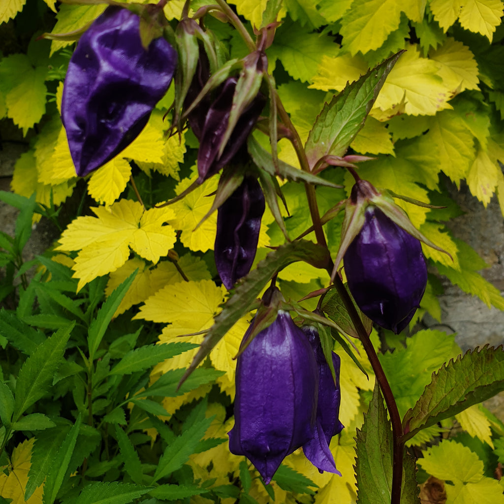 Campanula Kent Belle AGM – Plants Shoots and Leaves