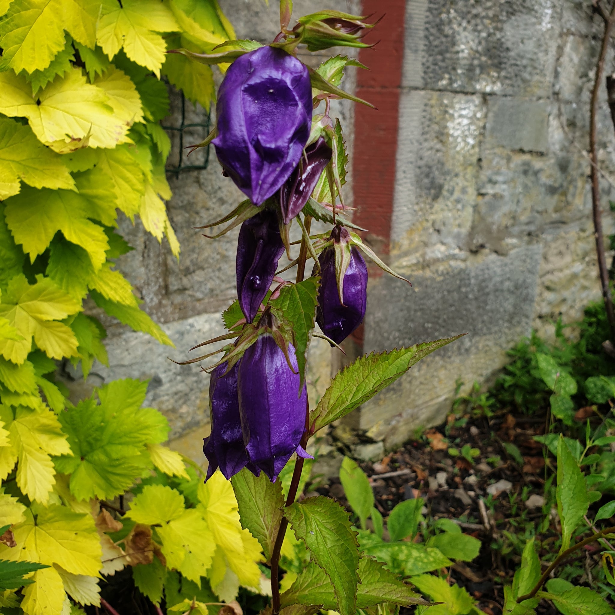 Campanula Kent Belle AGM – Plants Shoots and Leaves