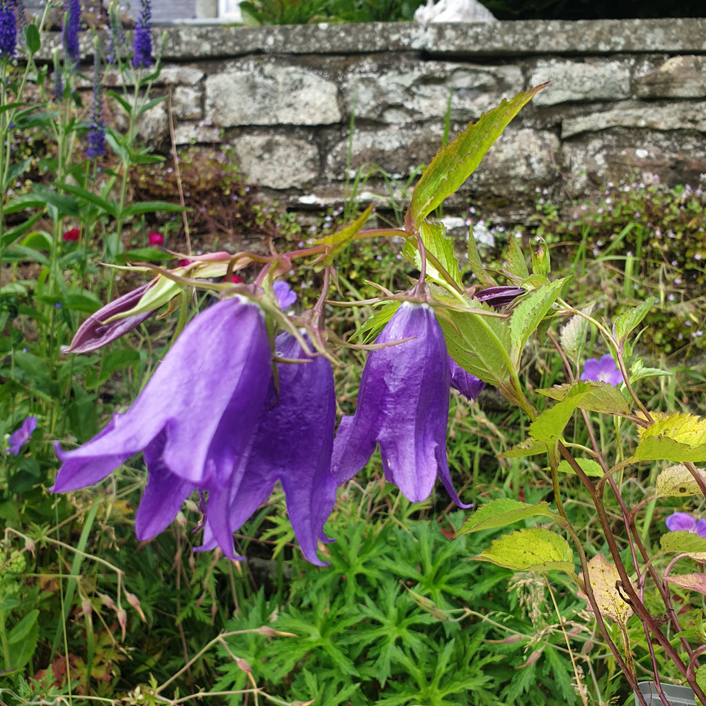 Campanula Kent Belle AGM – Plants Shoots and Leaves