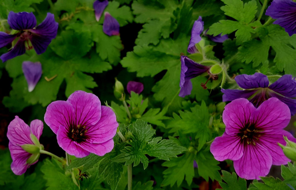 Geranium 'Ivan' – Plants Shoots and Leaves