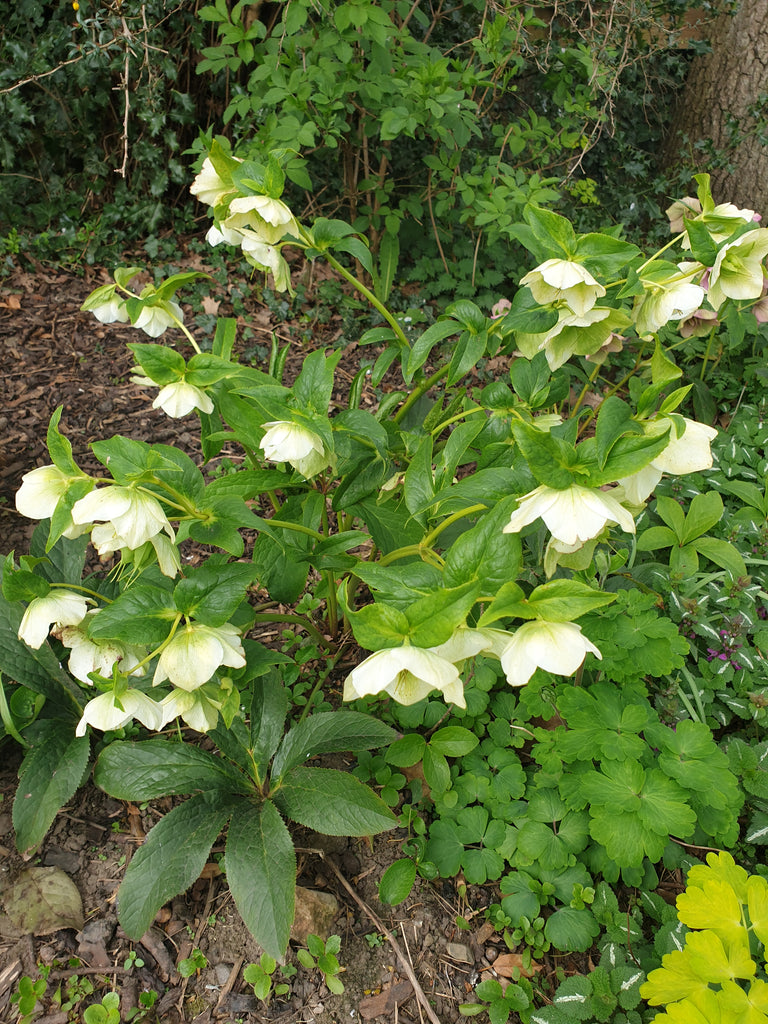 Helleborus niger – Plants Shoots and Leaves