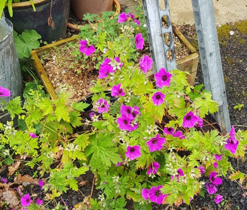 Geranium 'Anne Thomson' – Plants Shoots and Leaves