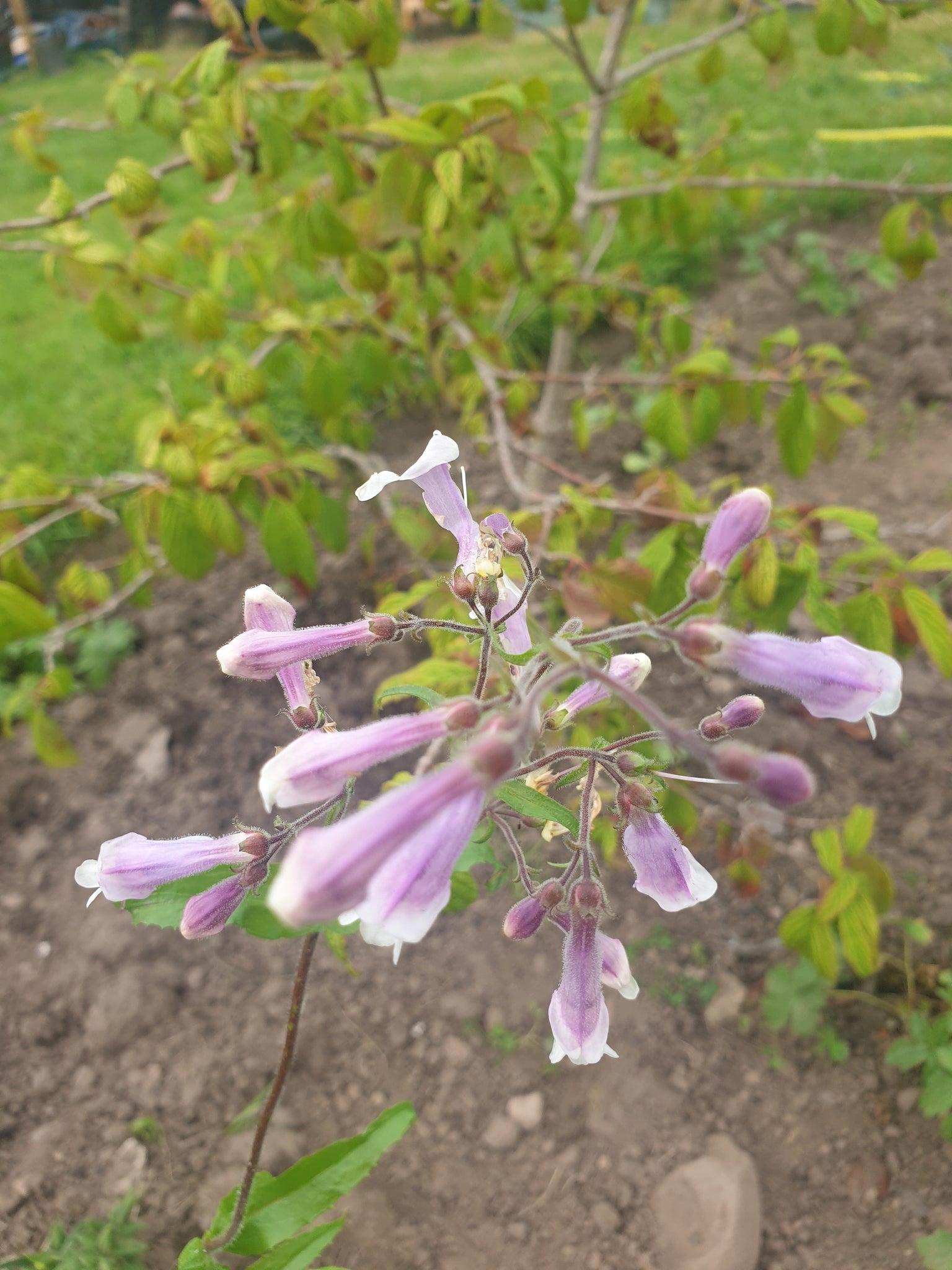 Penstemon hirsutus var pygmaeus albus – Plants Shoots and Leaves