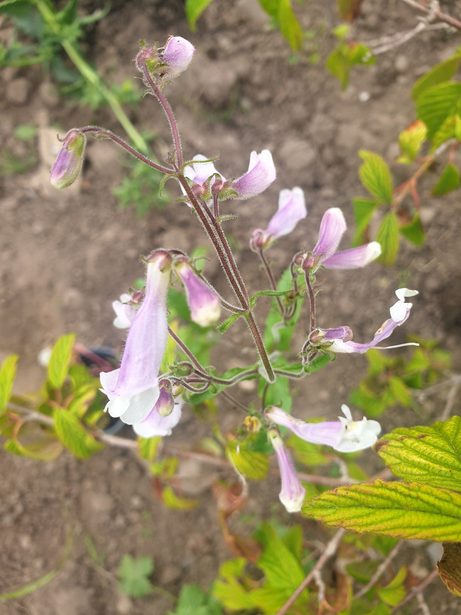 Penstemon hirsutus var pygmaeus albus – Plants Shoots and Leaves