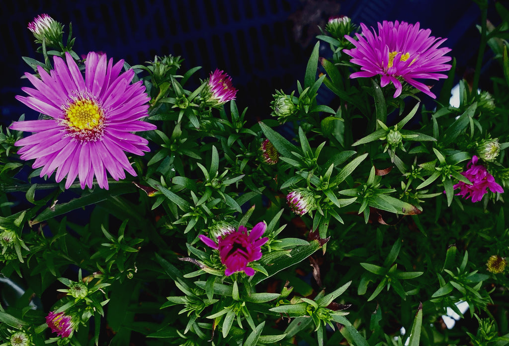 Aster novi-belgii 'Dandy' – Plants Shoots and Leaves