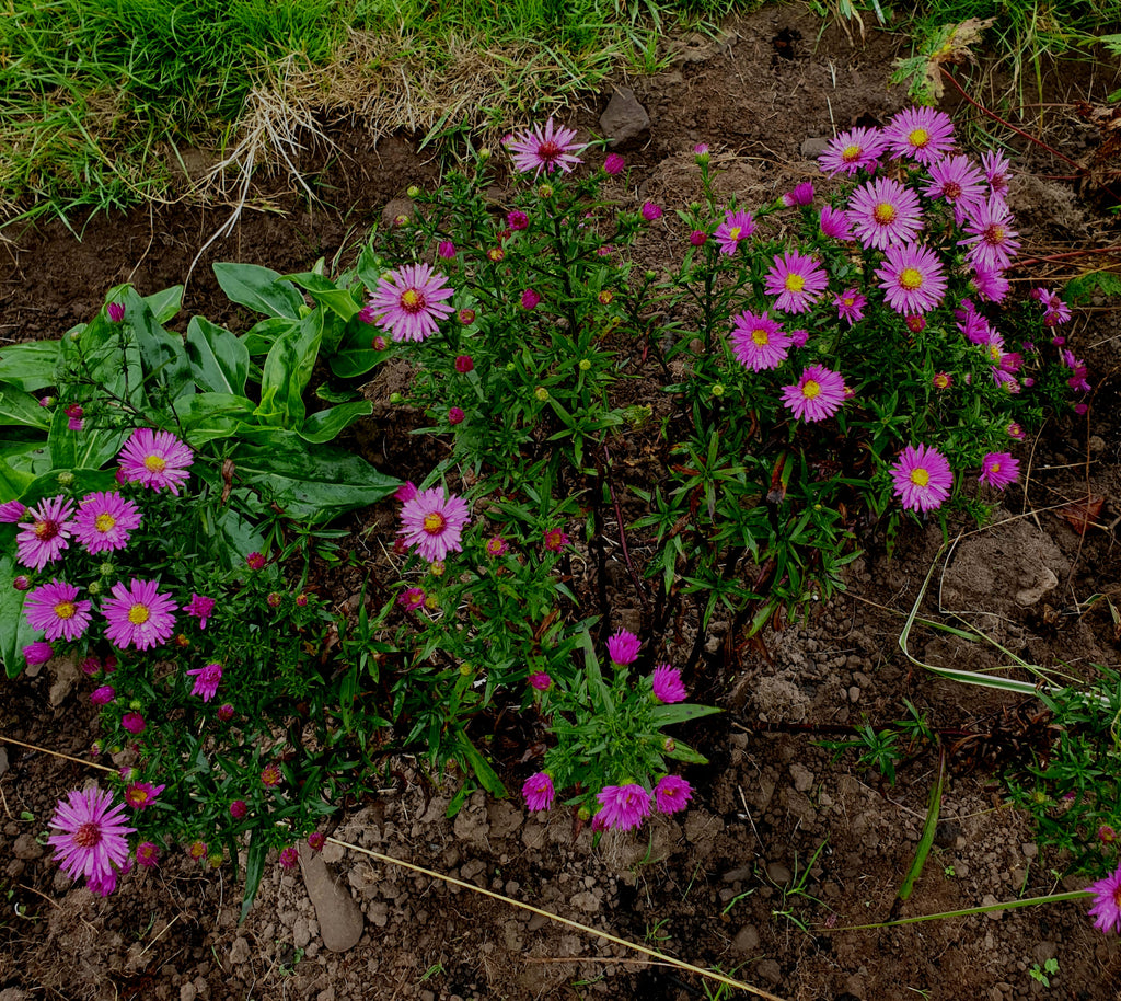 Aster novi-belgii 'Dandy' – Plants Shoots and Leaves