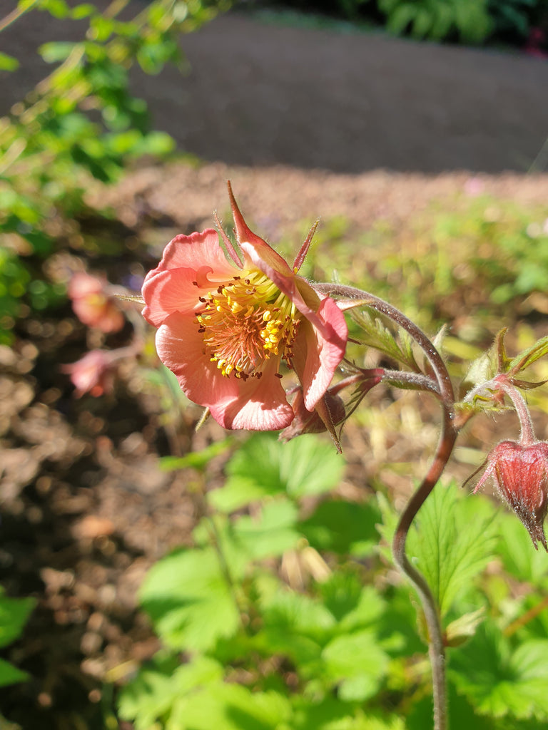 Geum Bell Bank – Plants Shoots and Leaves