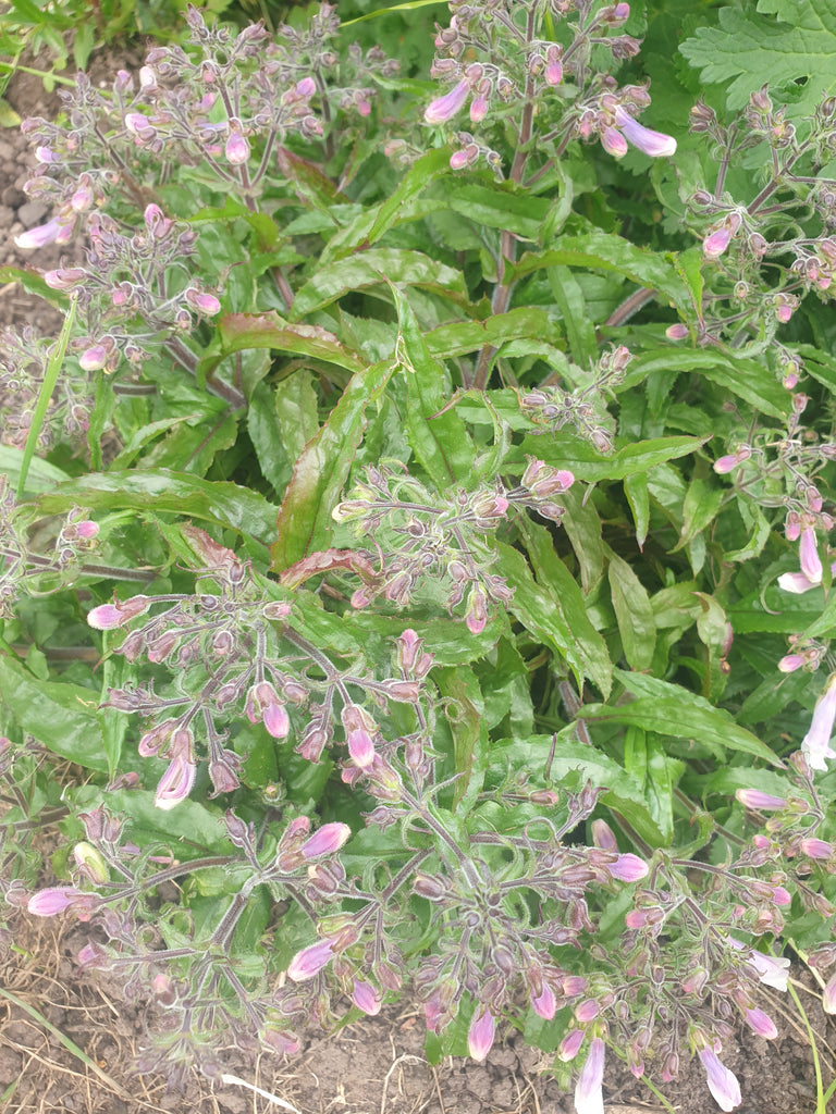 Penstemon hirsutus var pygmaeus albus – Plants Shoots and Leaves