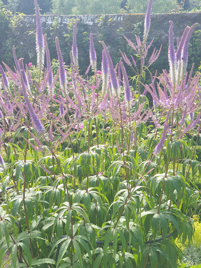 Veronicastrum virginicum 'Fascination' – Plants Shoots and Leaves
