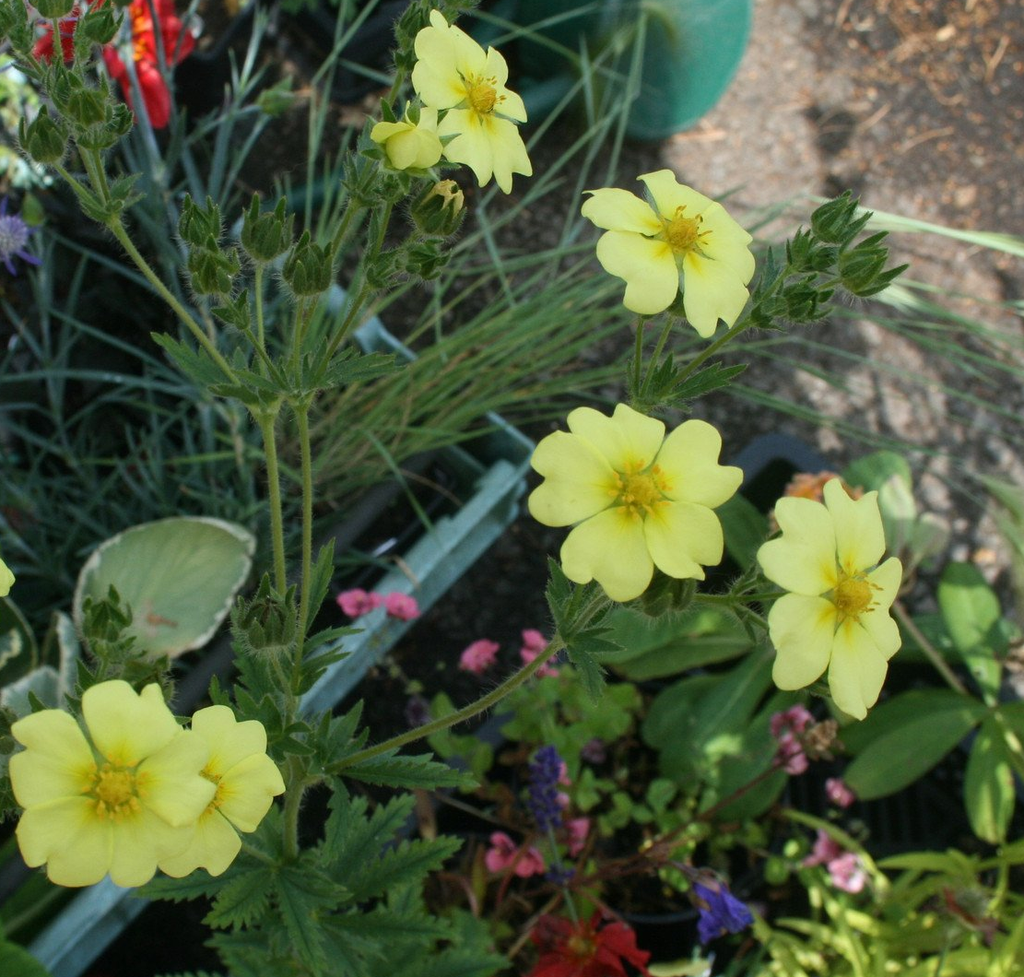 Potentilla recta Sulphurea – Plants Shoots and Leaves
