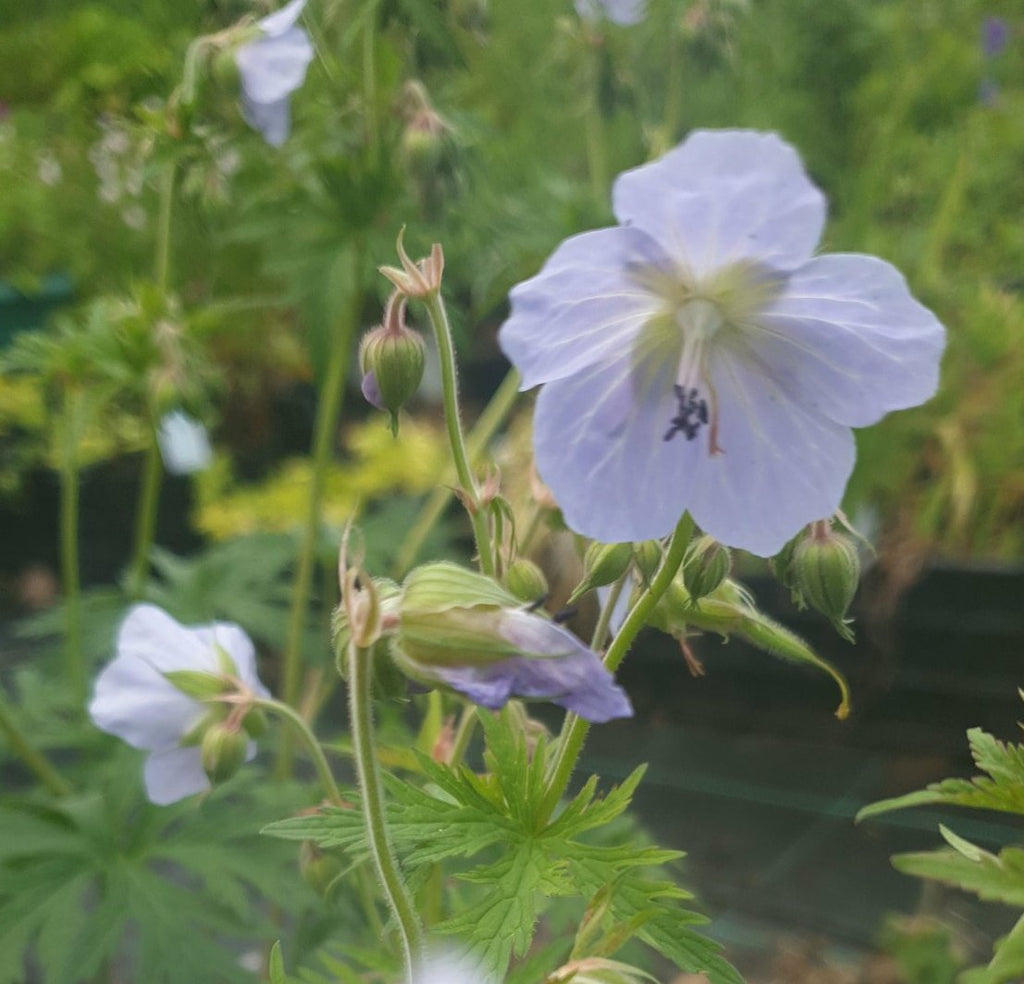 Geranium pratense Silver Queen – Plants Shoots and Leaves
