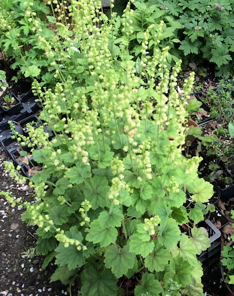 Tellima grandiflora 'Forest Frost' – Plants Shoots and Leaves