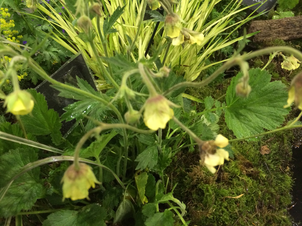 Geum ‘Lemon Drops’ – Plants Shoots and Leaves