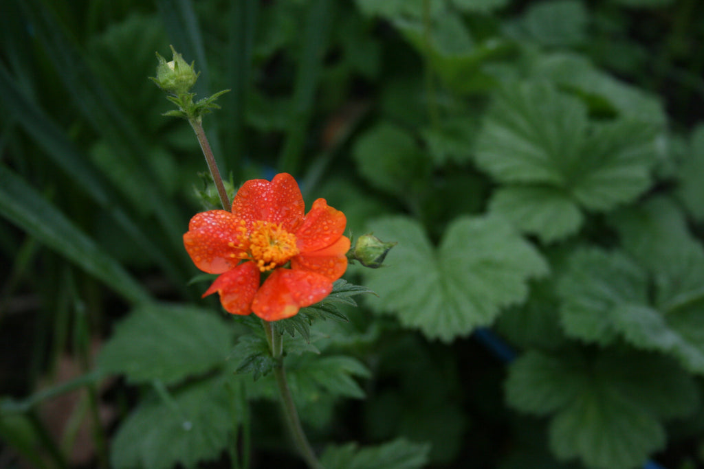 Geum coccineum “Cooky” – Plants Shoots and Leaves